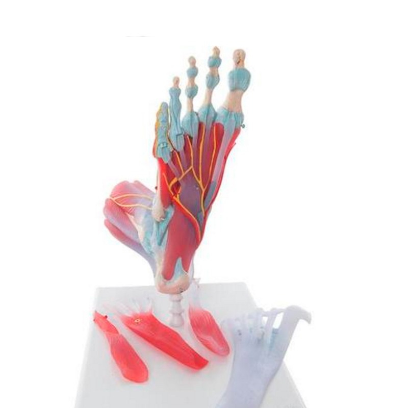 Modelo do esqueleto do pé com ligamentos e músculos - Articulações ...