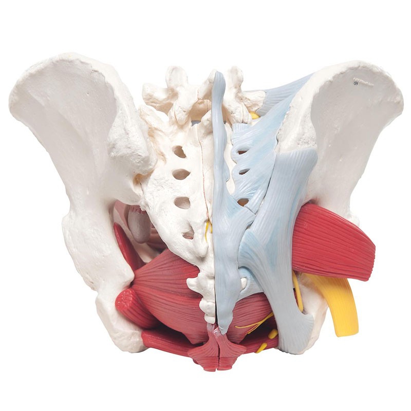 Modelo anatómico de pelvis feminina com ligamentos, veias, nervos, chão ...